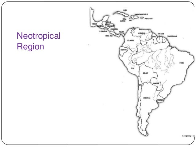 Neotropical region