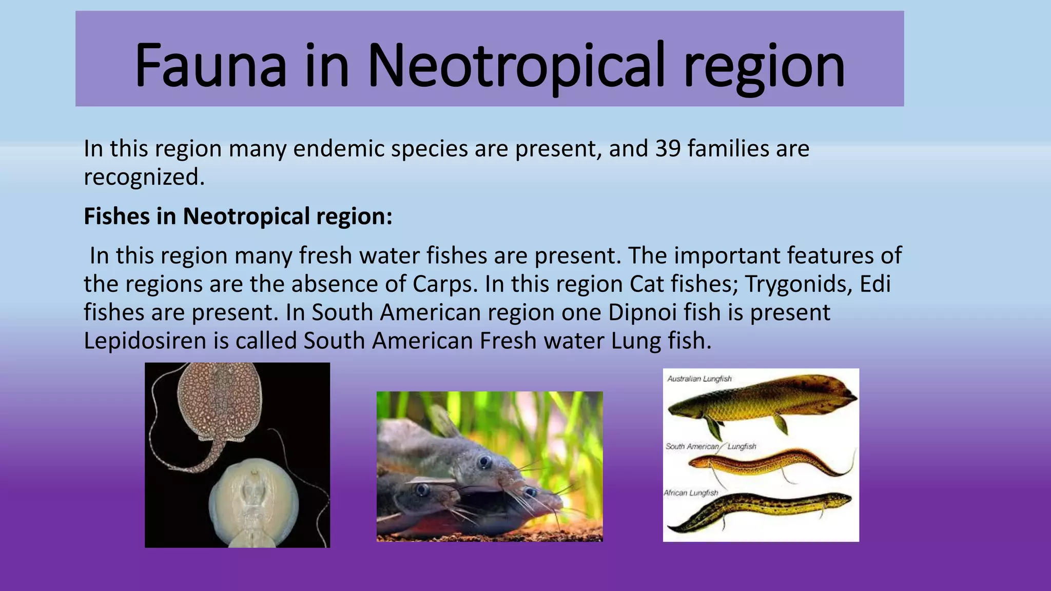Neotropical region | PDF