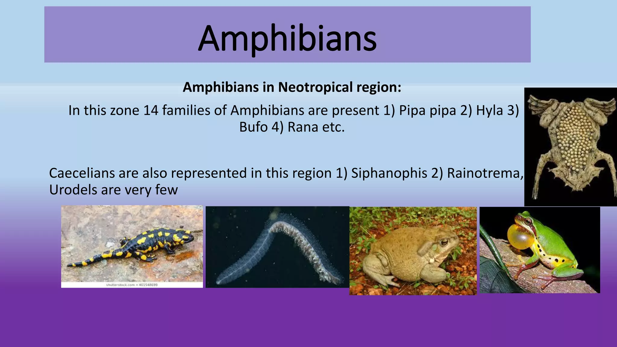 Neotropical region | PDF