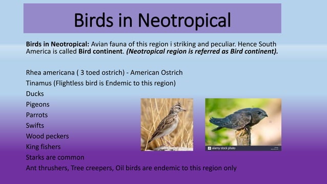 Neotropical region | PDF