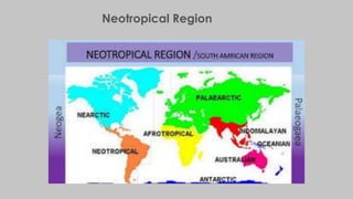 Neotropical Region.pdf zoogeographical region | PDF