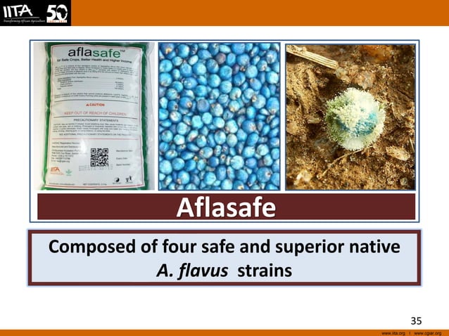 Aflatoxin Management in Food Crops for the Global Market | PDF