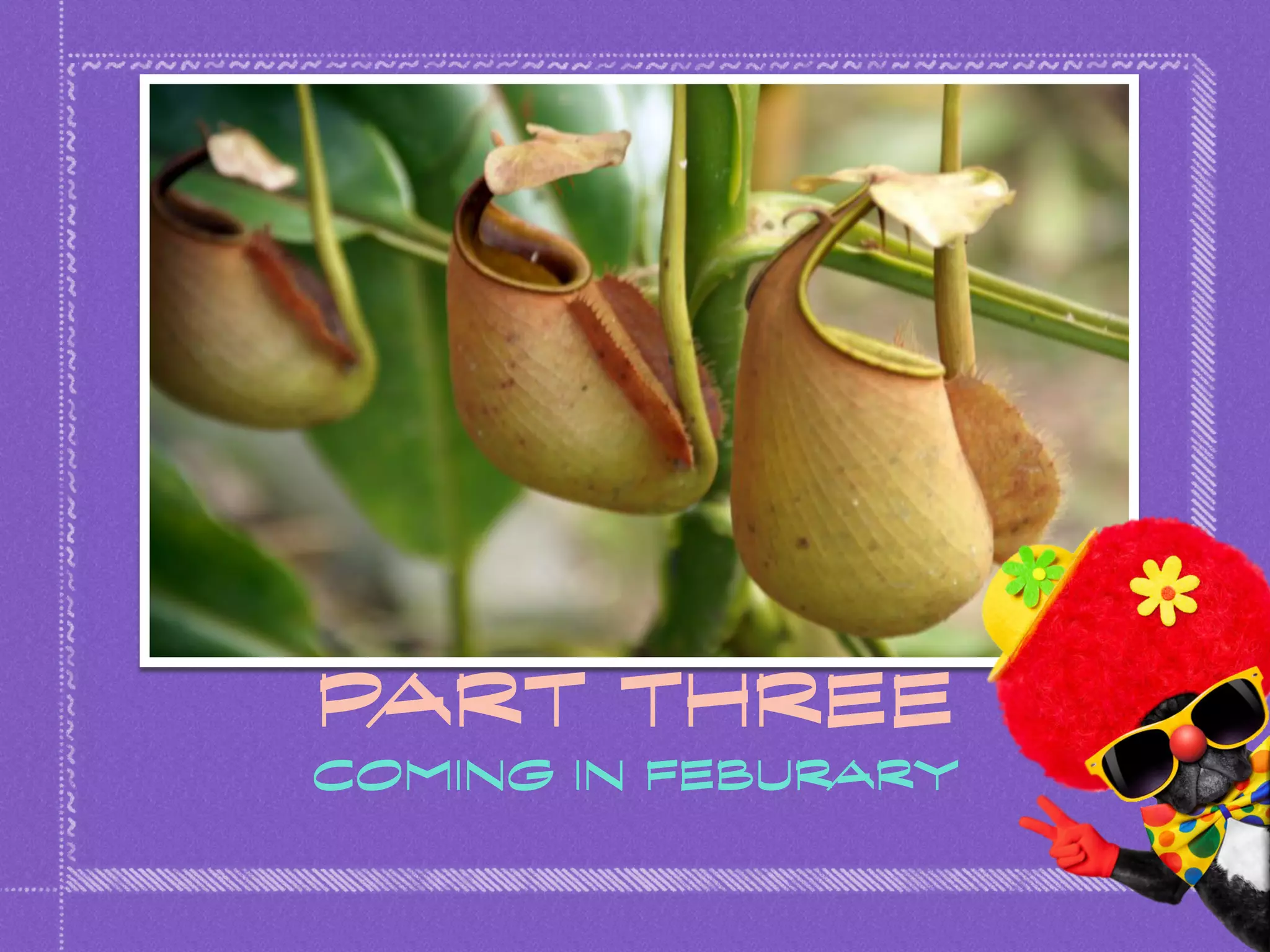 Tropical Pitcher Plants | An Introduction To The Wonderful Nepenthes ...