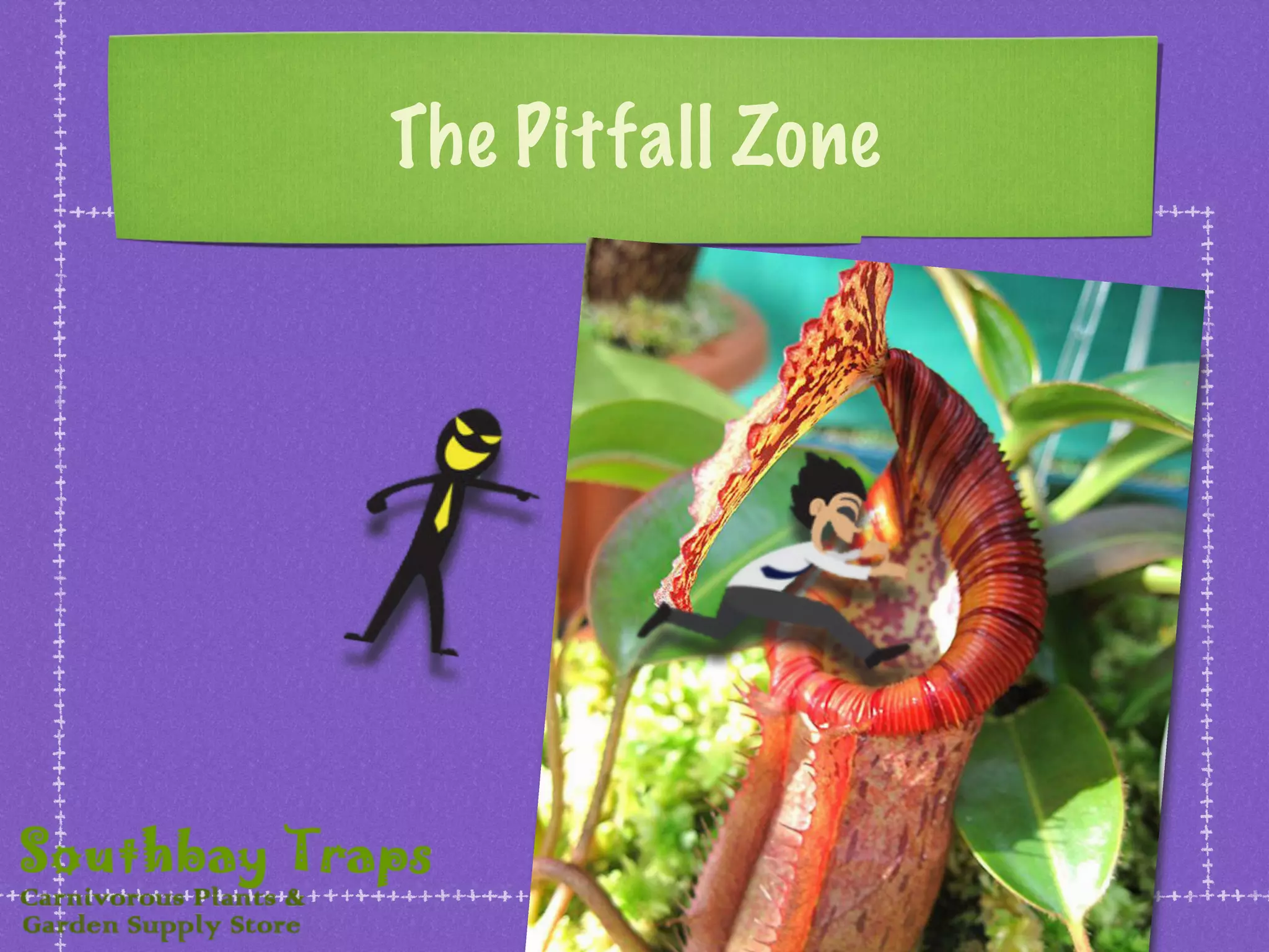 Tropical Pitcher Plants | An Introduction To The Wonderful Nepenthes ...