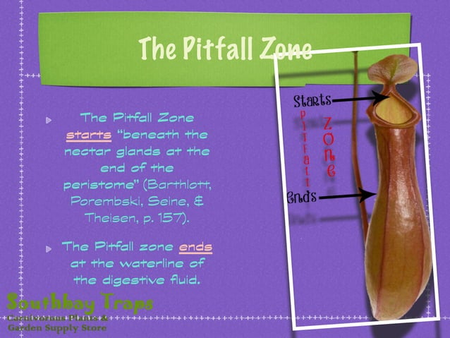 Tropical Pitcher Plants | An Introduction To The Wonderful Nepenthes ...