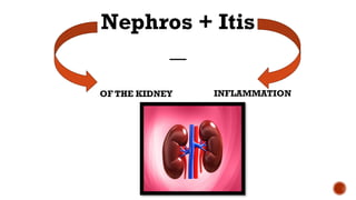 Nephritis clinical features, diagnosis and treatment | PPTX