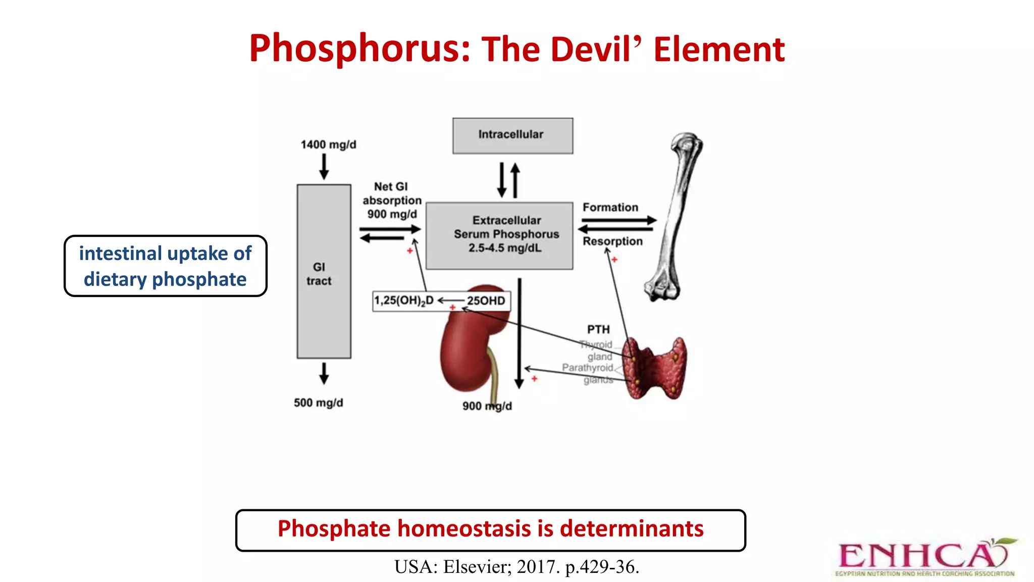 Phosphorus and Hemodialysis: a Predator that can be Tamed. | PPSX