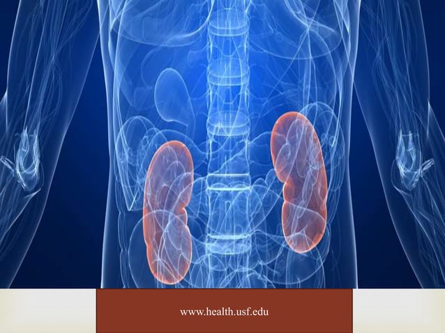 Nephrology | PPTX | Medical Health