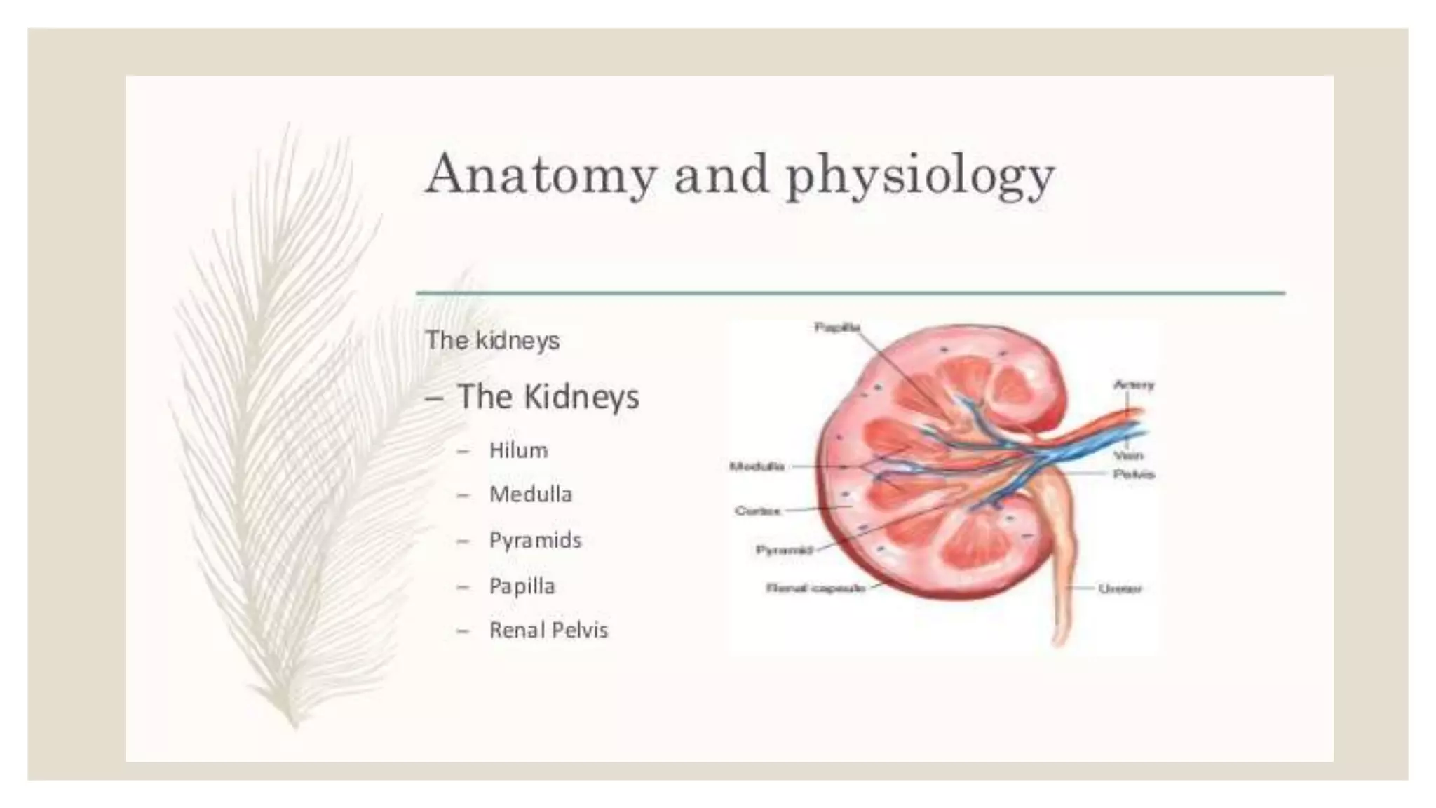 Nephrology | PPTX