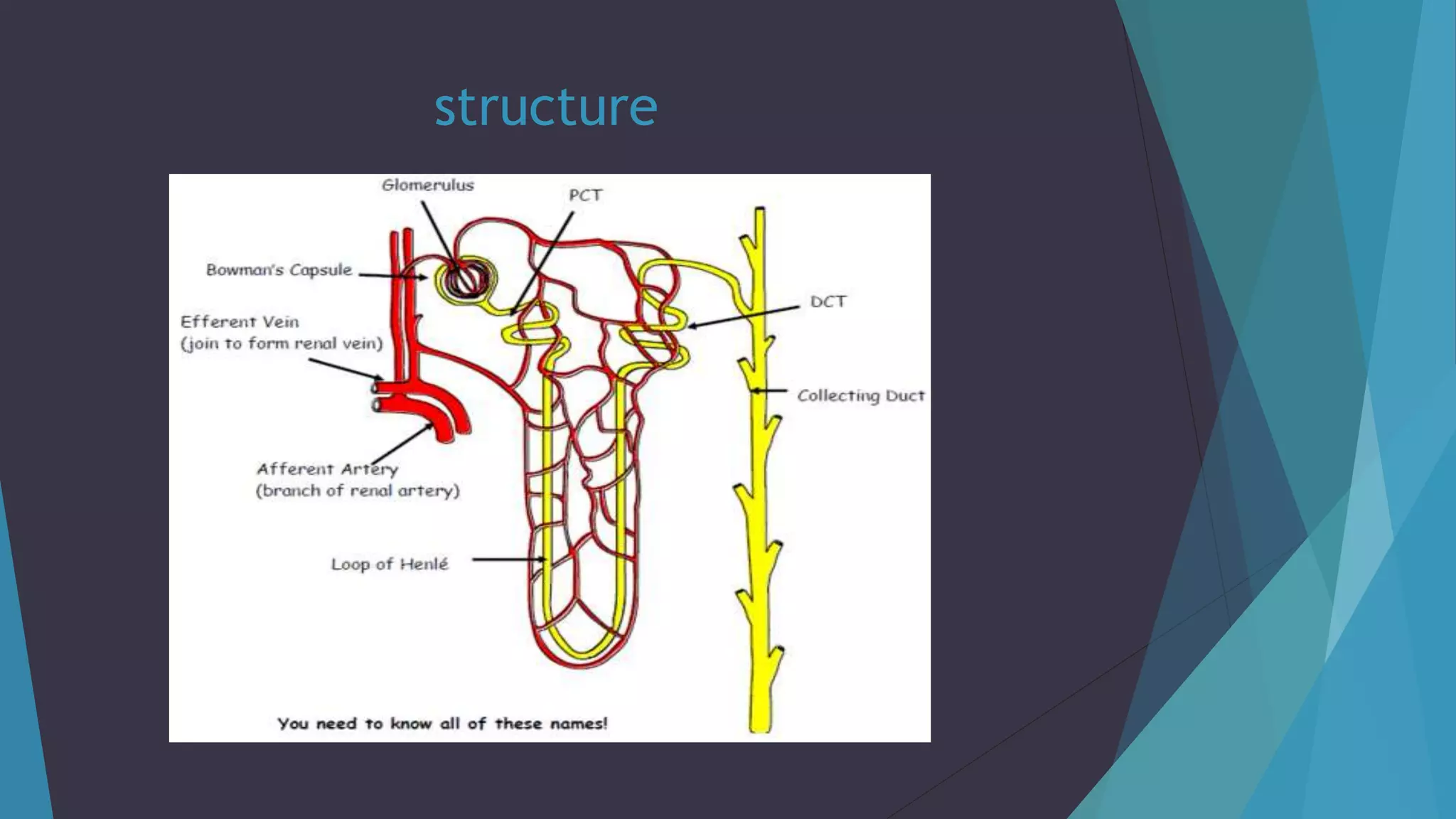 Nephron | PPTX