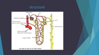 Nephron | PPTX