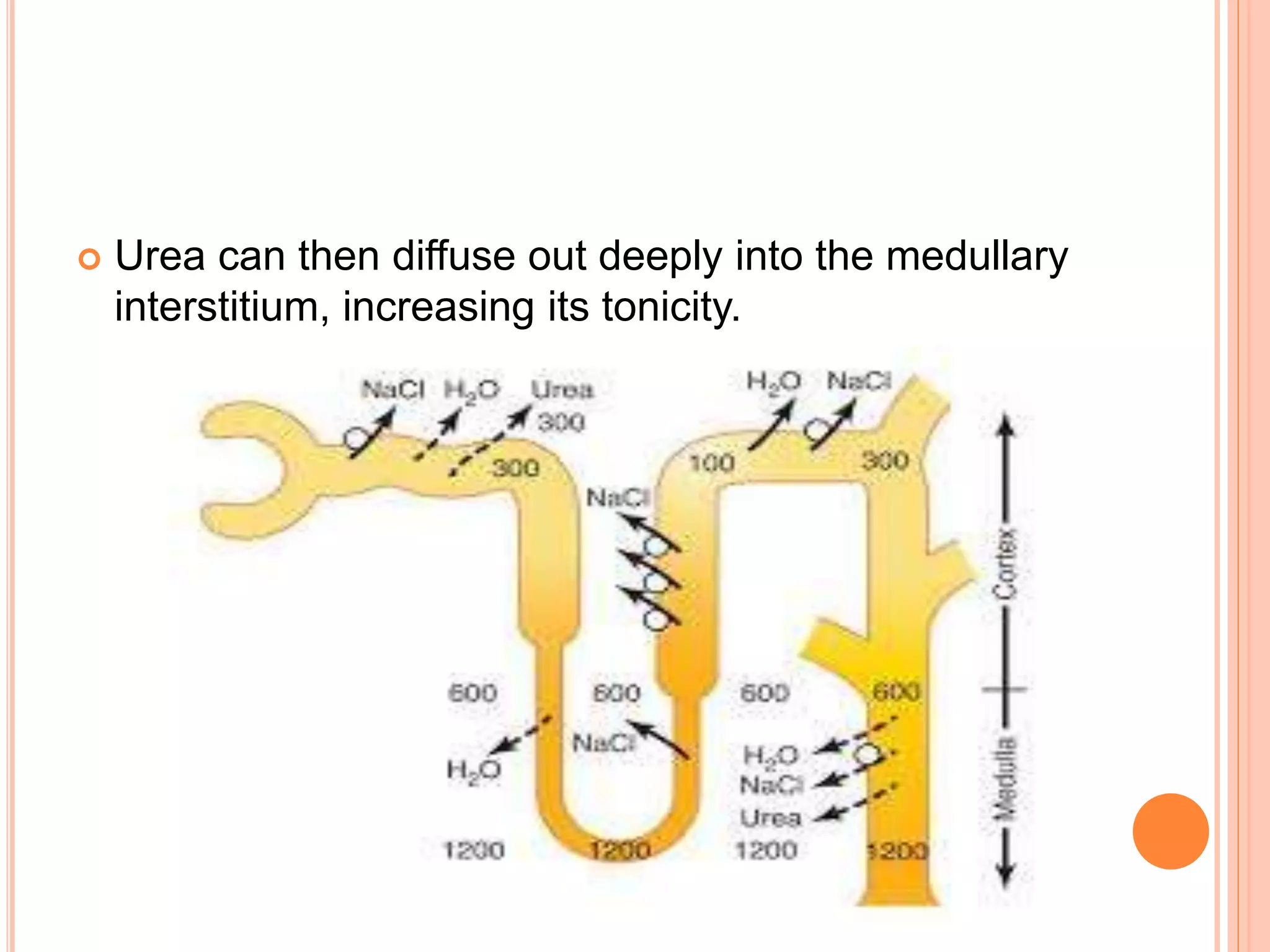 Nephron | PPTX