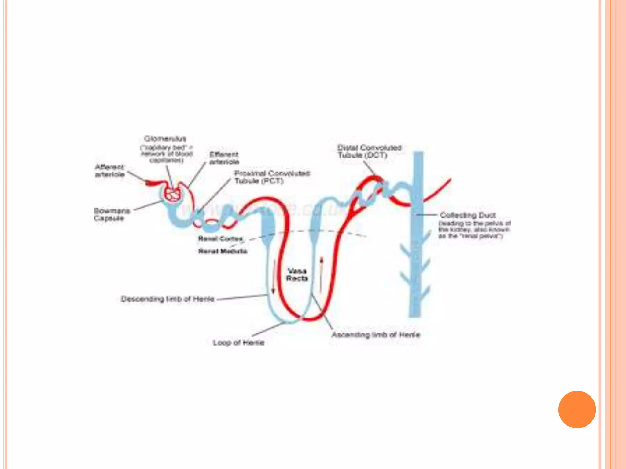 Nephron | PPTX