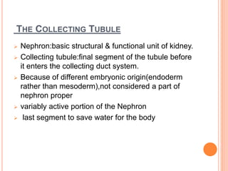 Nephron | PPTX