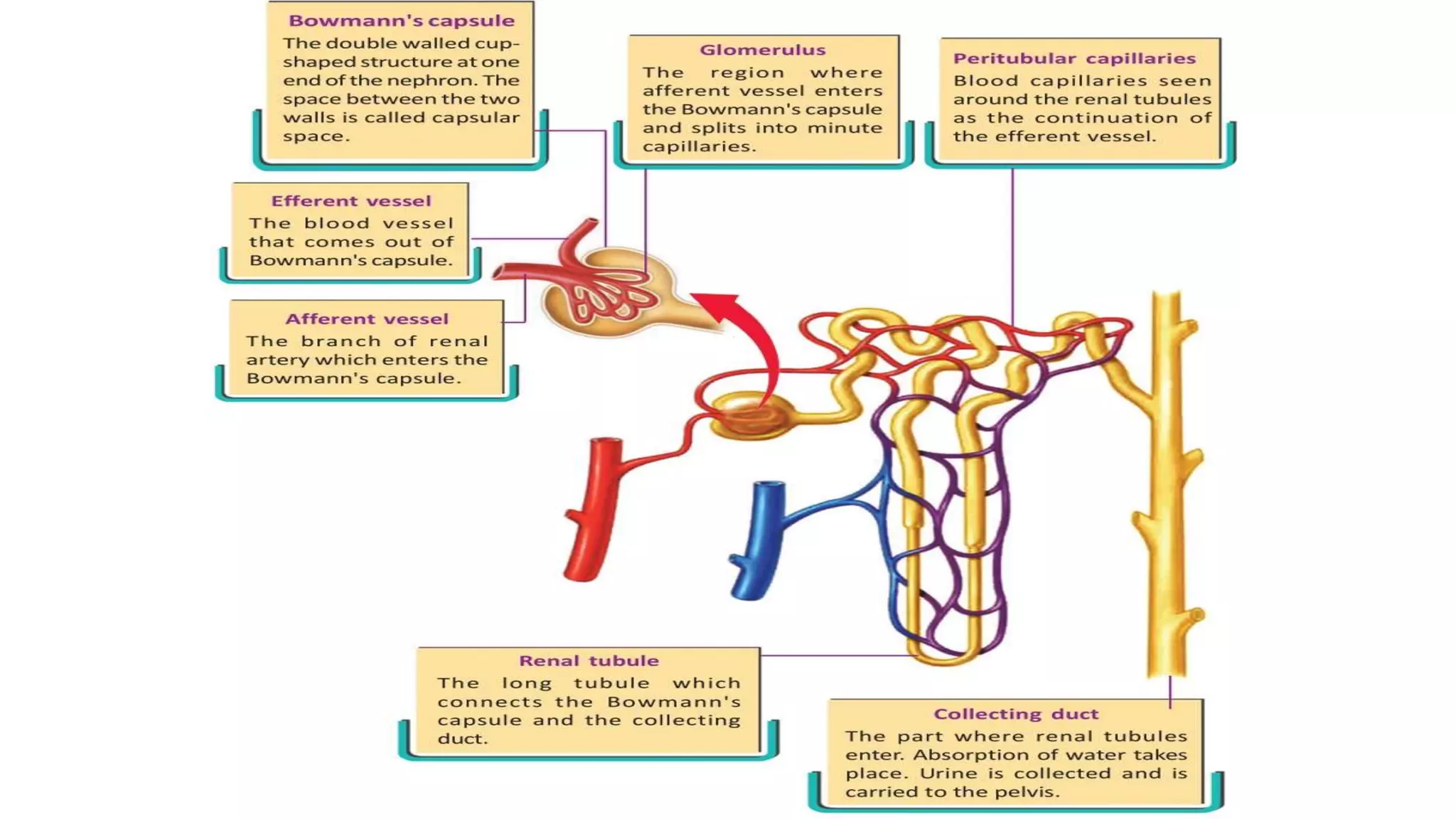 Nephron | PPT