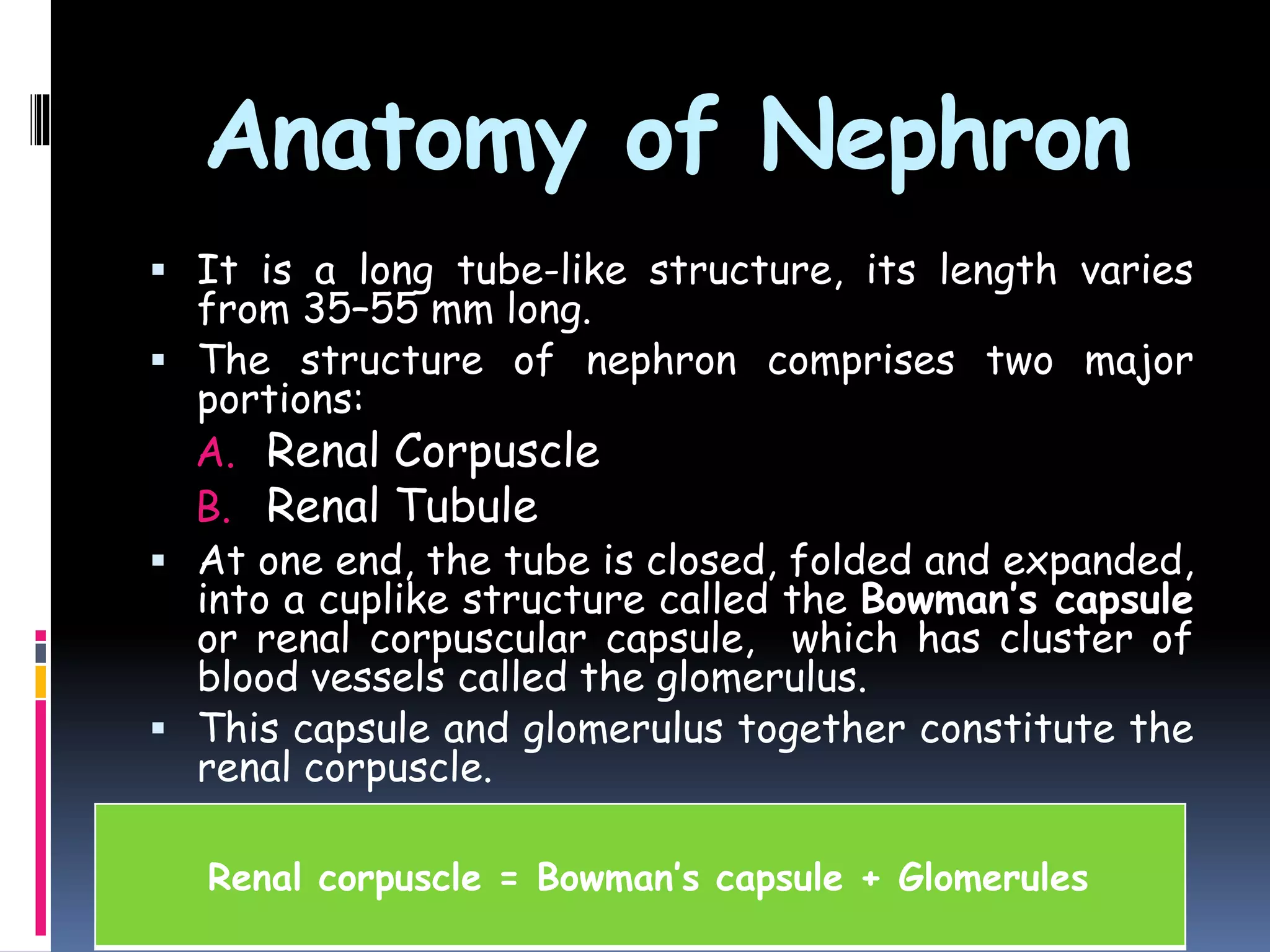 nephron-200328105815.pdf