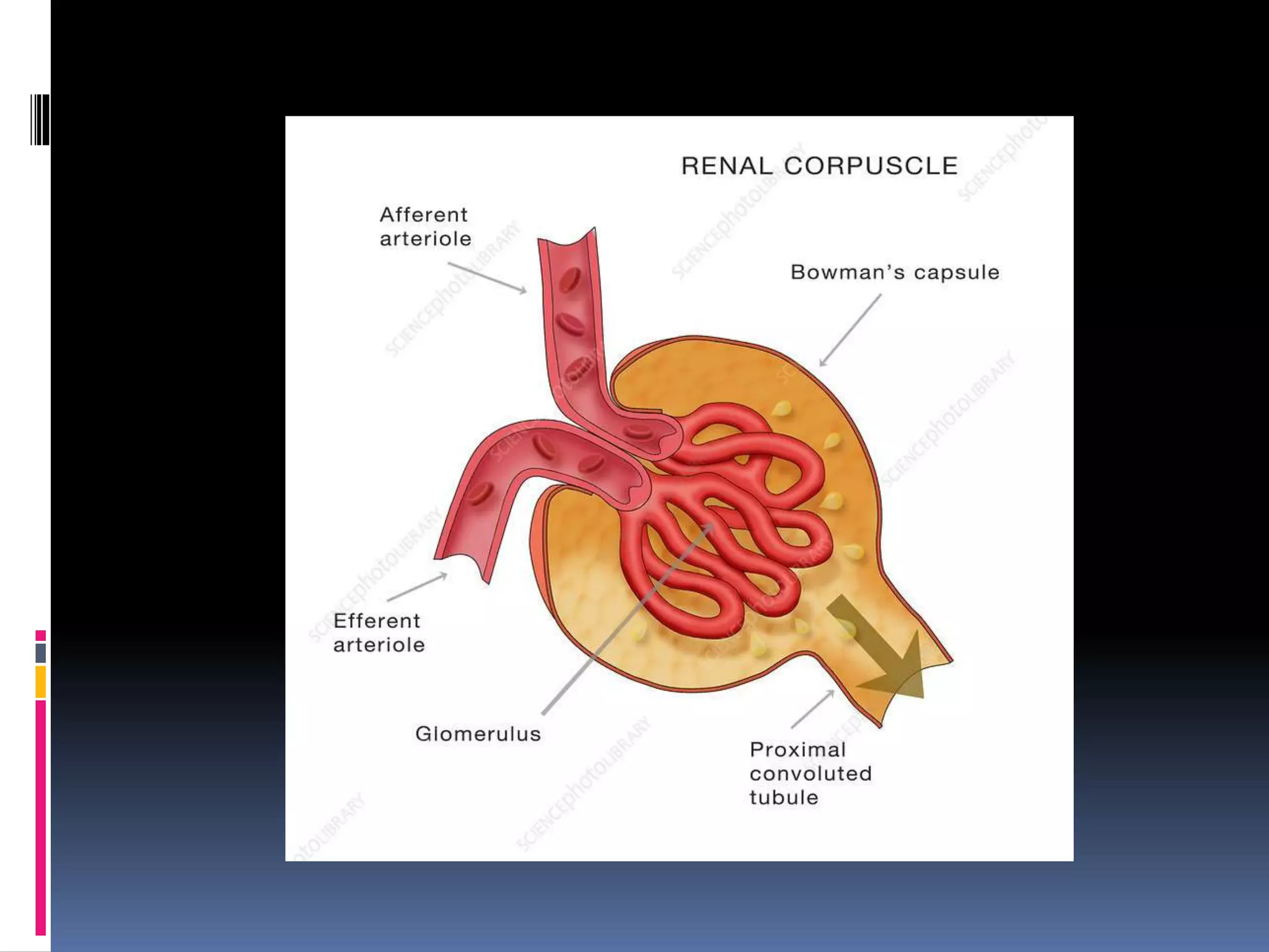 Anatomy of Nephron | PPTX
