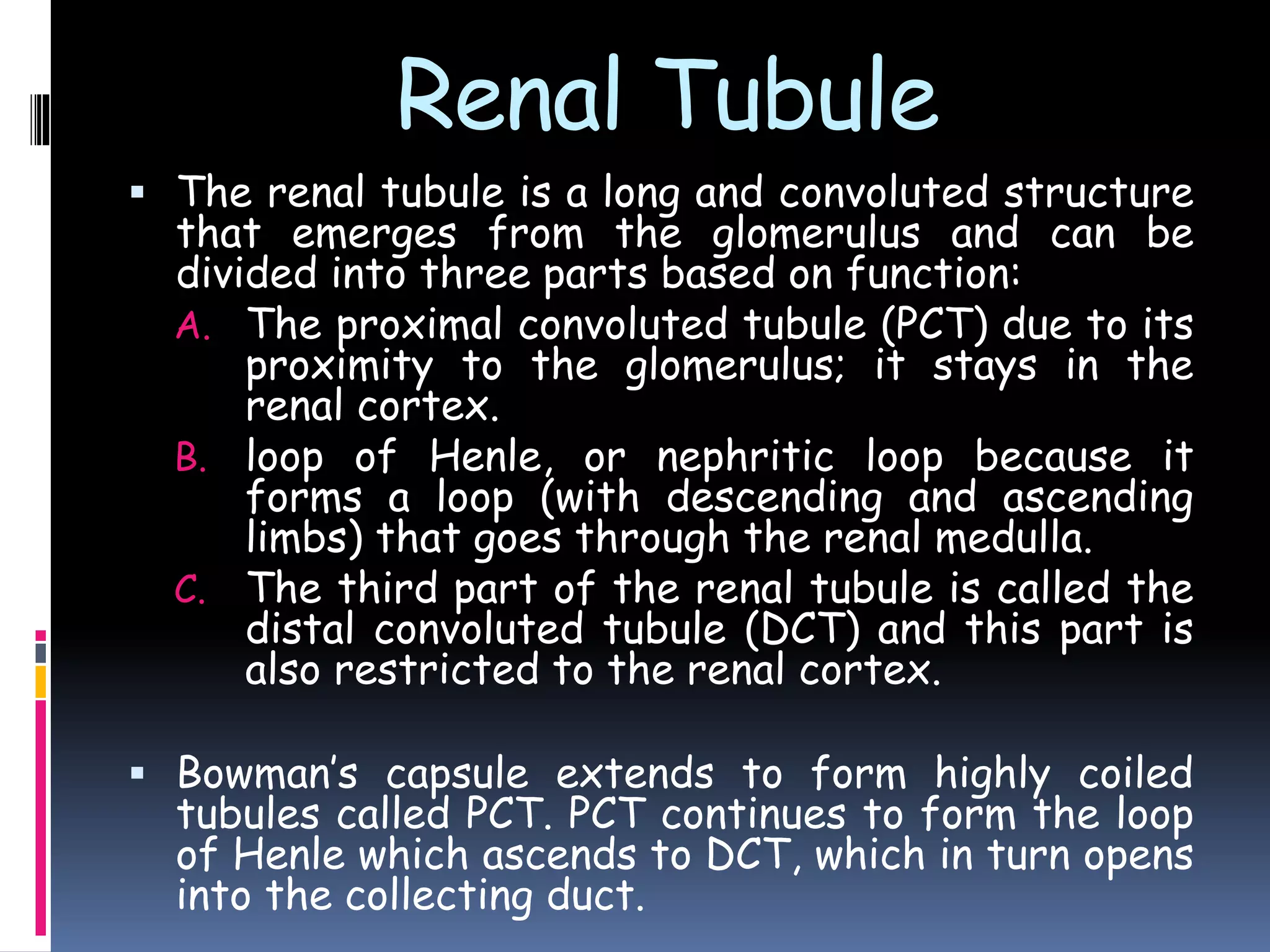 Anatomy of Nephron | PPTX