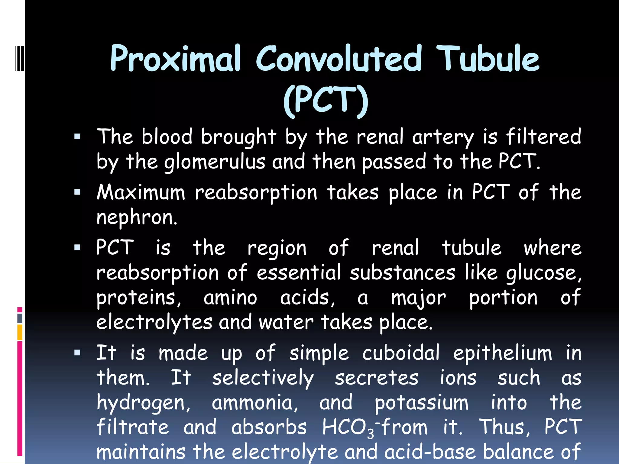 Anatomy of Nephron | PPTX