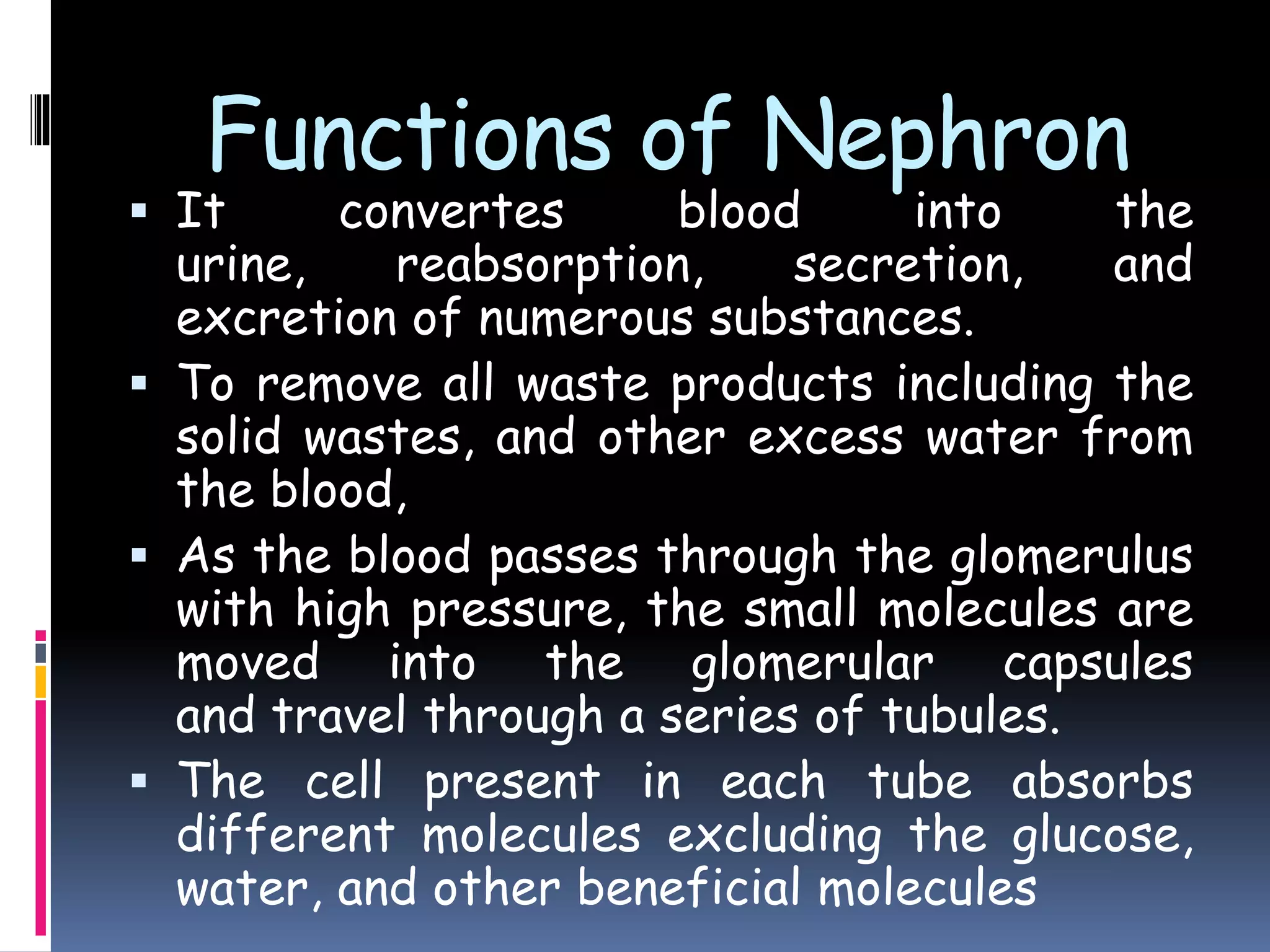 Anatomy of Nephron | PPTX