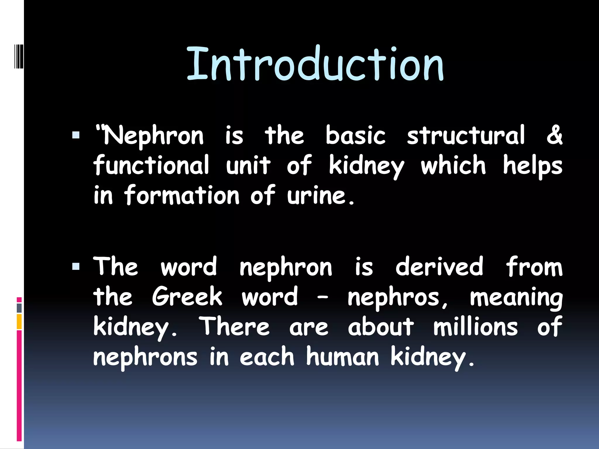 Anatomy of Nephron | PPTX