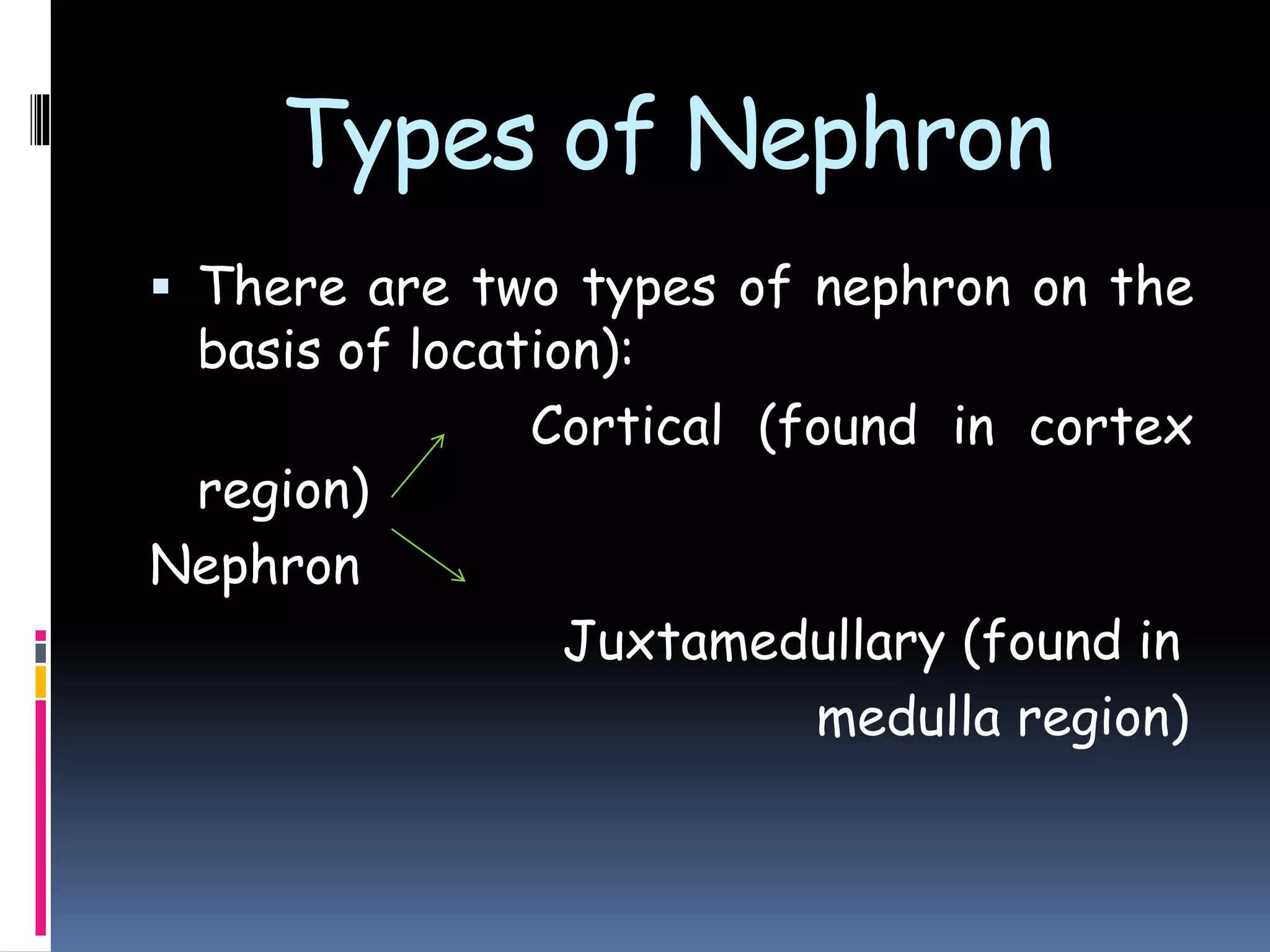 Anatomy of Nephron | PPTX