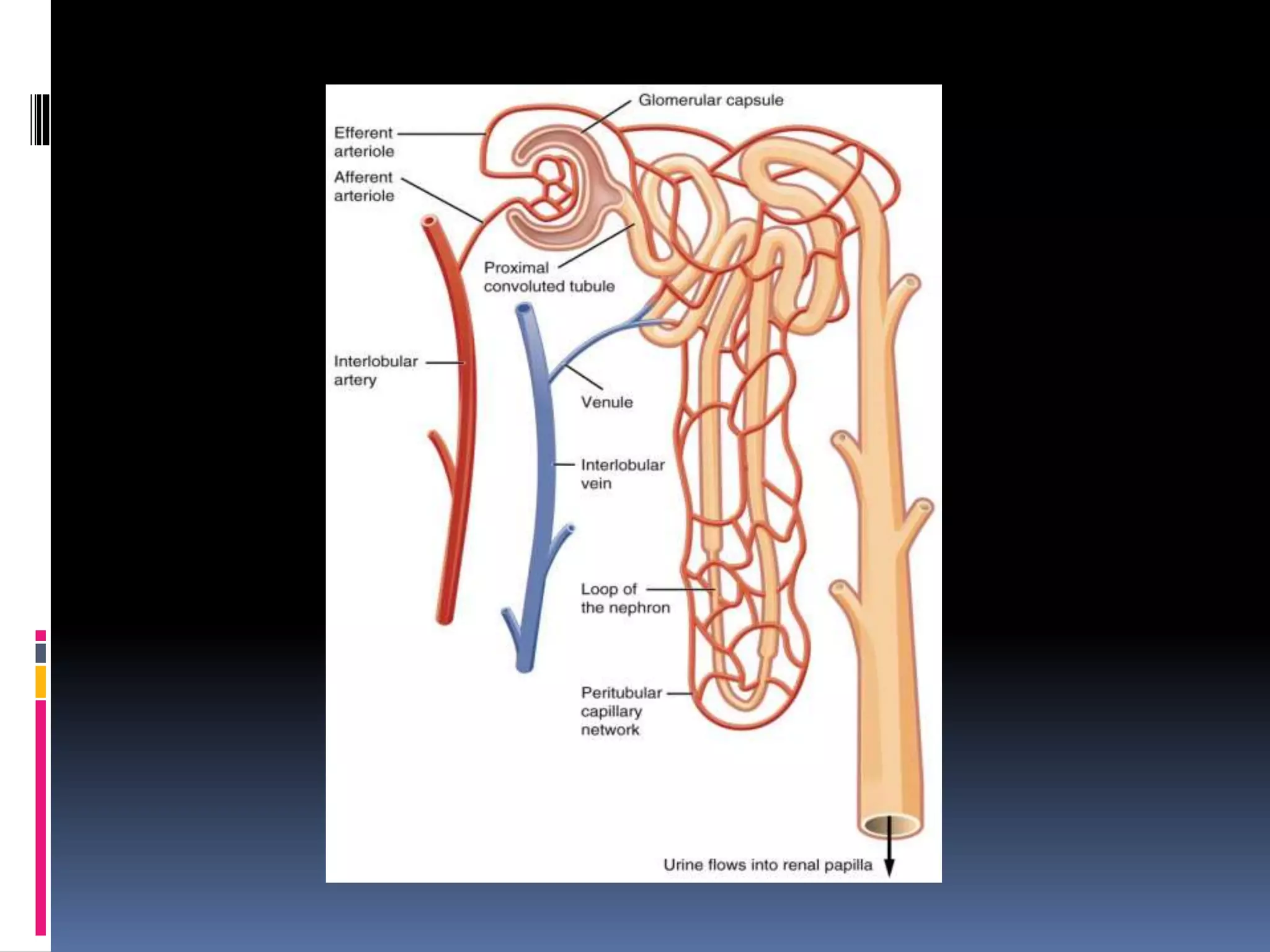 Anatomy of Nephron | PPTX