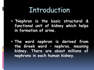 Anatomy of Nephron | PPTX