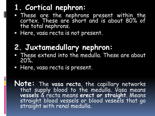 Anatomy of Nephron | PPTX