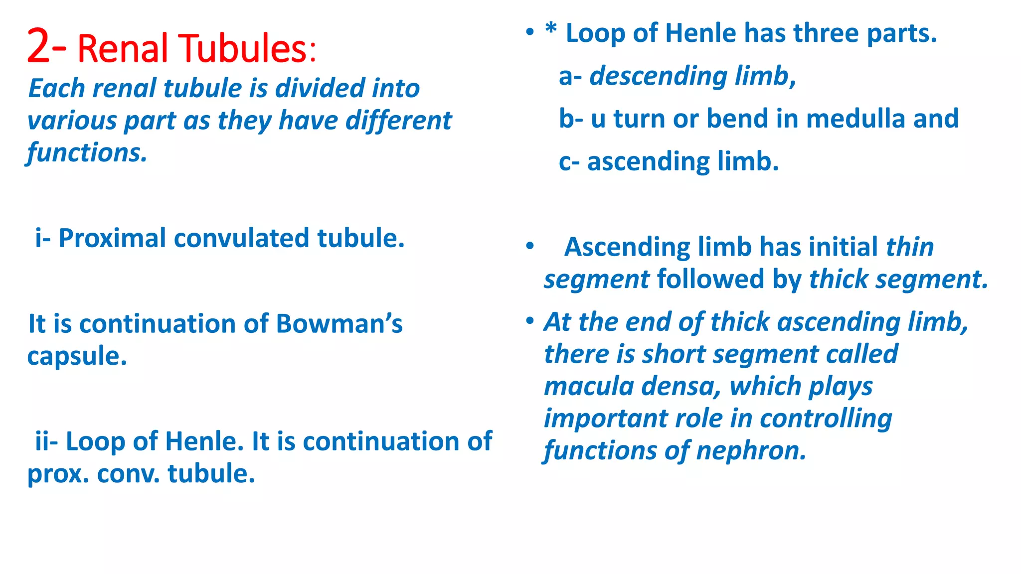 Nephron (The Guyton and Hall physiology) | PPTX