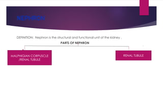 structure of a Nephron | PPT