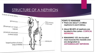 structure of a Nephron | PPT