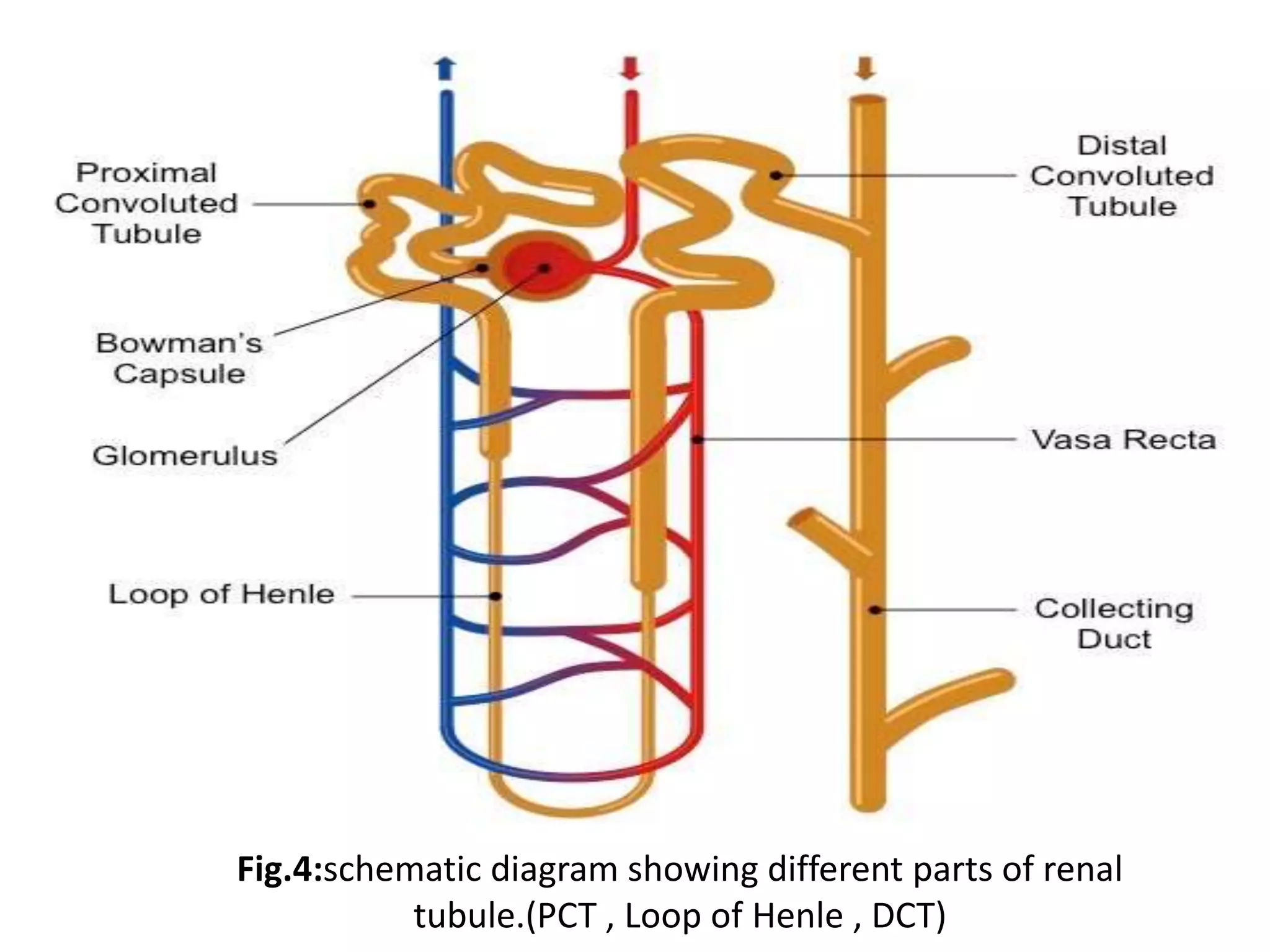 NEPHRON.pptx