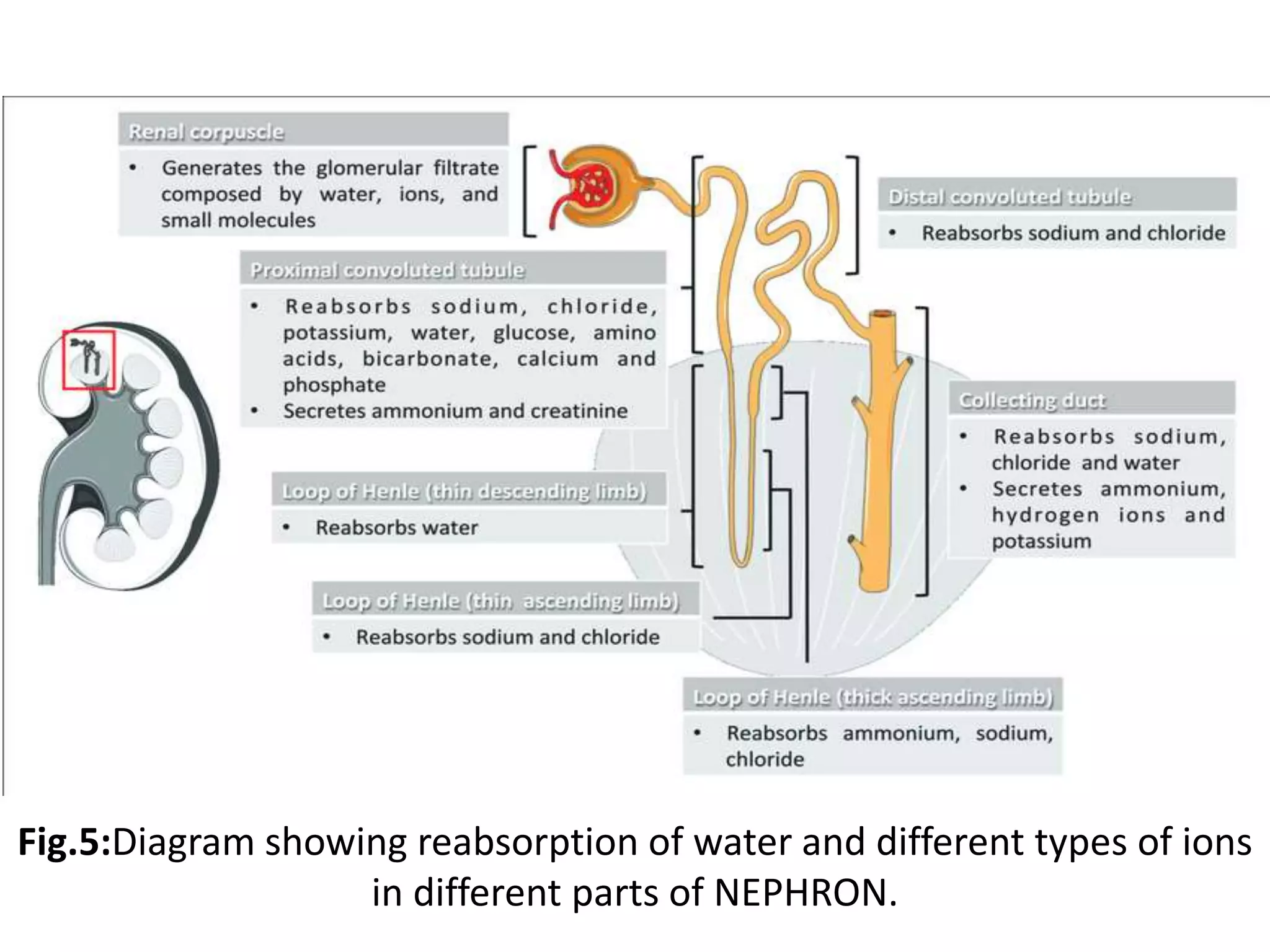 NEPHRON.pptx
