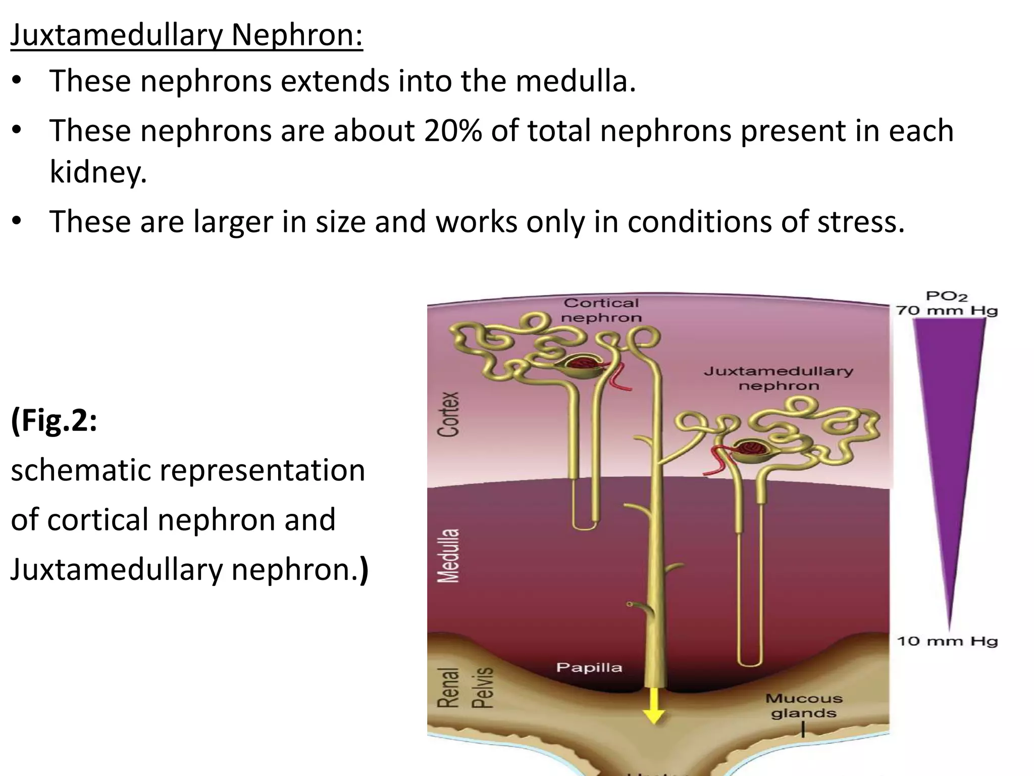 NEPHRON.pptx
