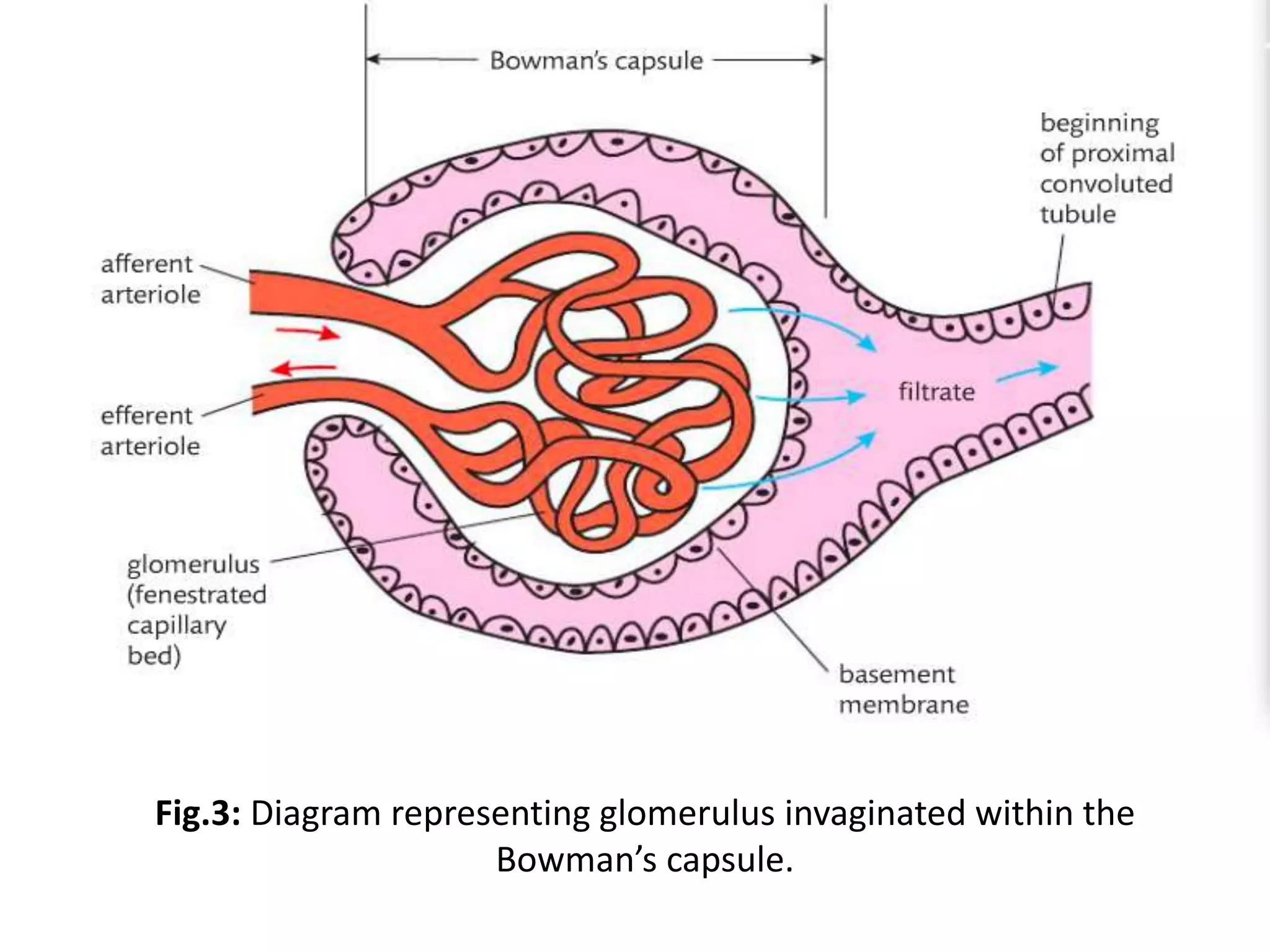 NEPHRON.pptx