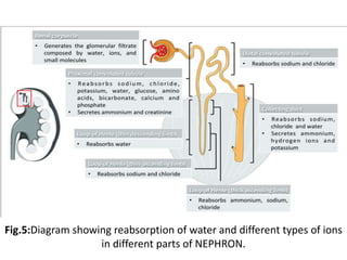 NEPHRON.pptx