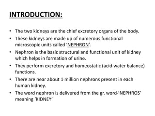 NEPHRON.pptx