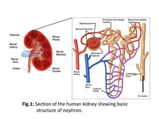 NEPHRON.pptx