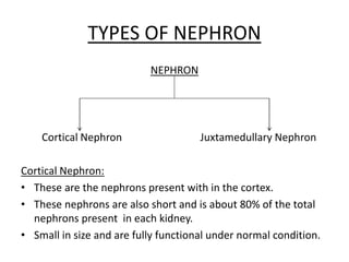 NEPHRON.pptx