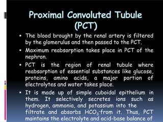 nephron-.pptx | Lung and Respiratory Health | Diseases and Conditions