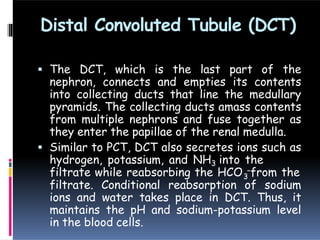 nephron-.pptx | Lung and Respiratory Health | Diseases and Conditions