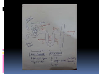 nephron-.pptx
