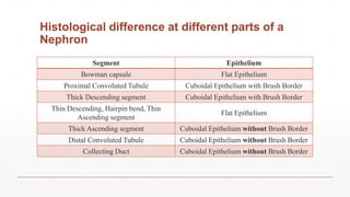 STUDY OF BASIC FUNCTIONAL ANATOMY OF NEPHRON | PPT