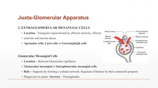 STUDY OF BASIC FUNCTIONAL ANATOMY OF NEPHRON | PPT