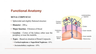 STUDY OF BASIC FUNCTIONAL ANATOMY OF NEPHRON | PPT