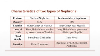 STUDY OF BASIC FUNCTIONAL ANATOMY OF NEPHRON | PPT
