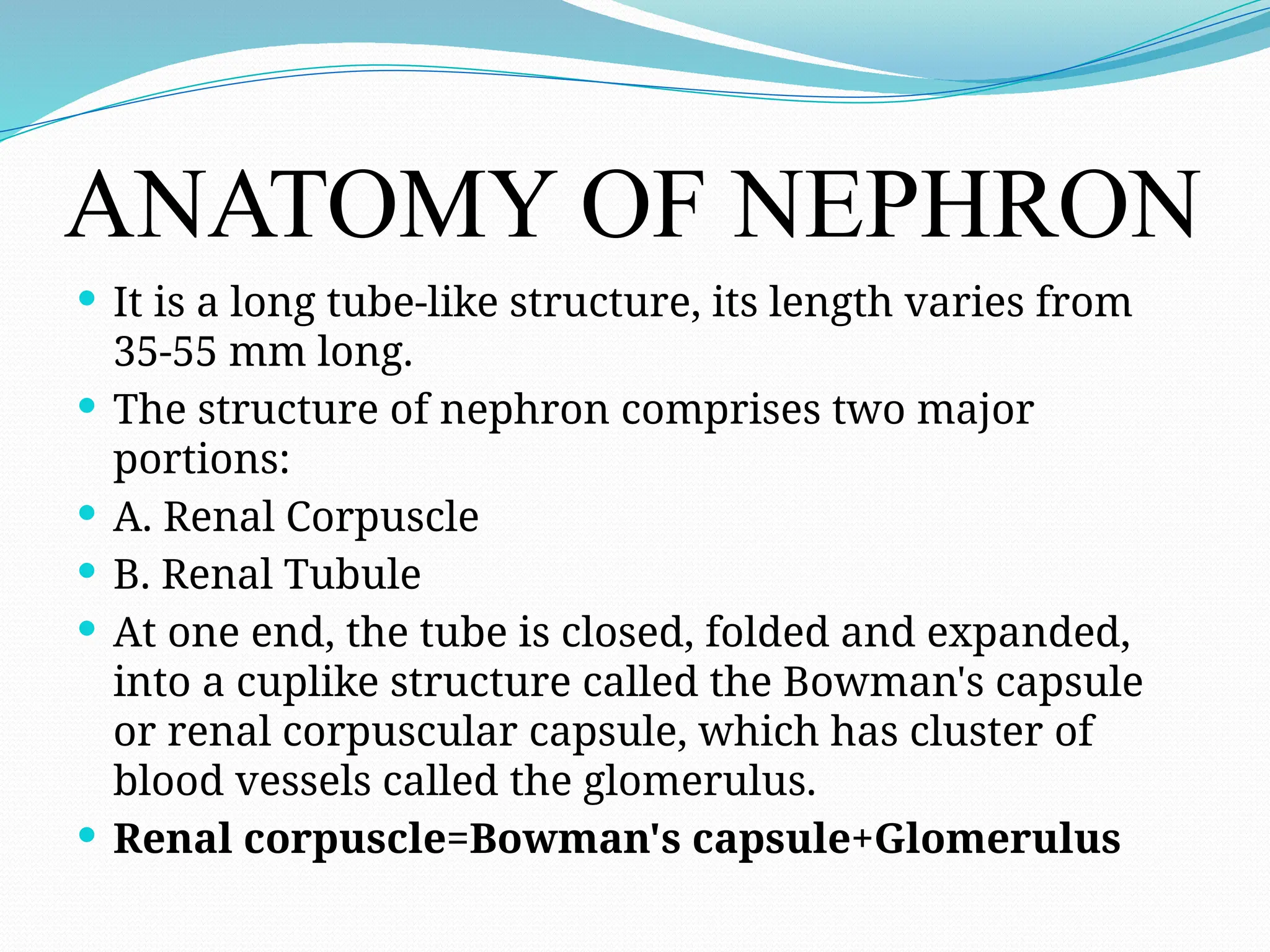 nephronis also known as the unit of kidney | PPTX