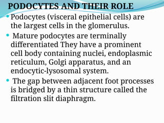 nephronis also known as the unit of kidney | PPTX | Biological Sciences ...