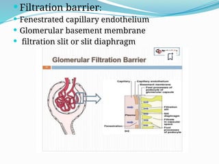 nephronis also known as the unit of kidney | PPTX | Biological Sciences ...